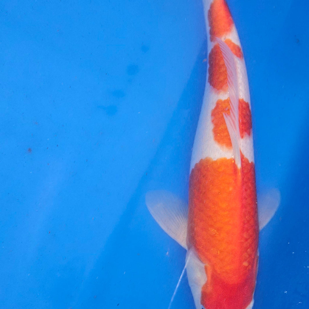 Imported Koi Fish – New Jersey Koi Farm